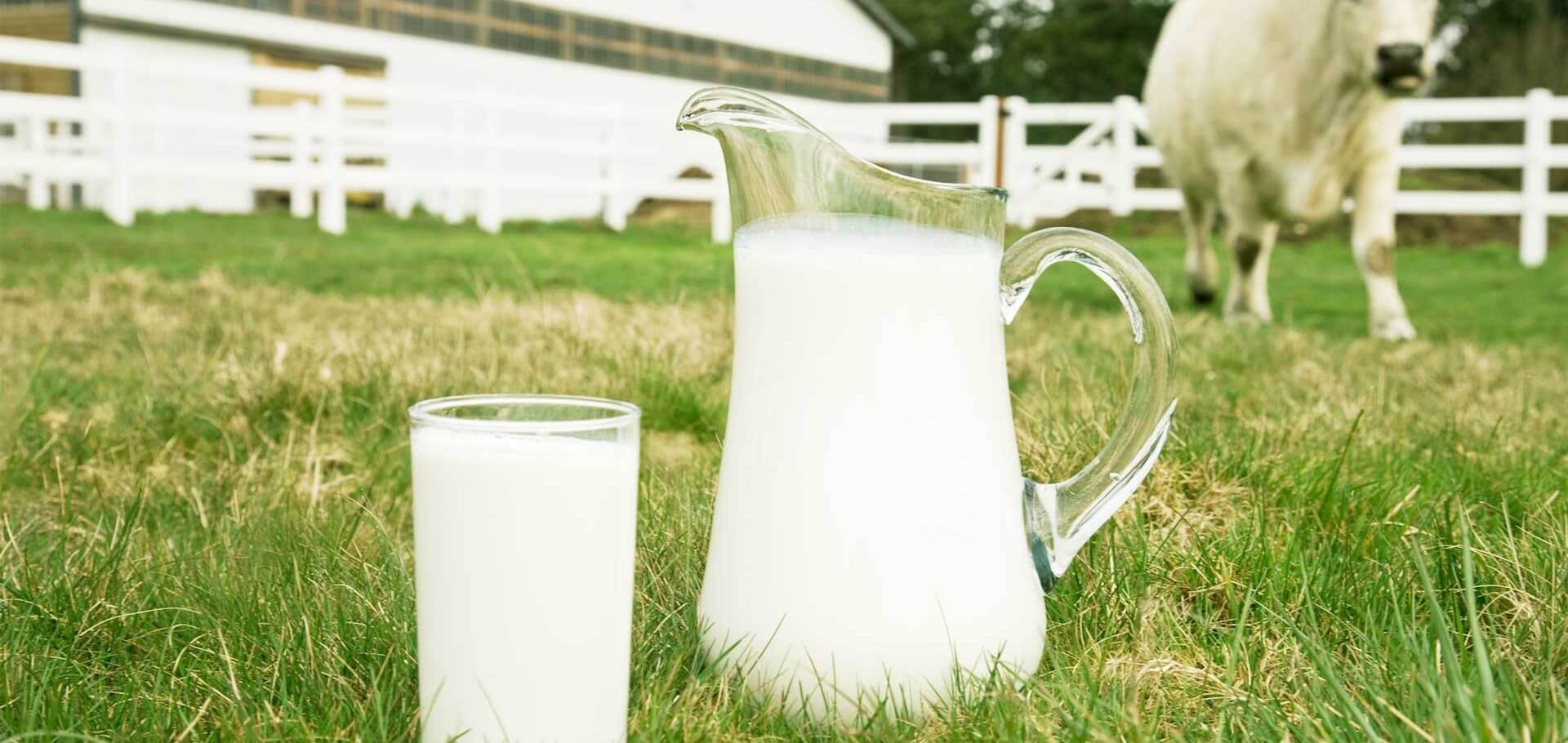 牛と人の幸せ：AjiPro®-Lが乳量を高める仕組み | 味の素ヘルス＆ニュートリション